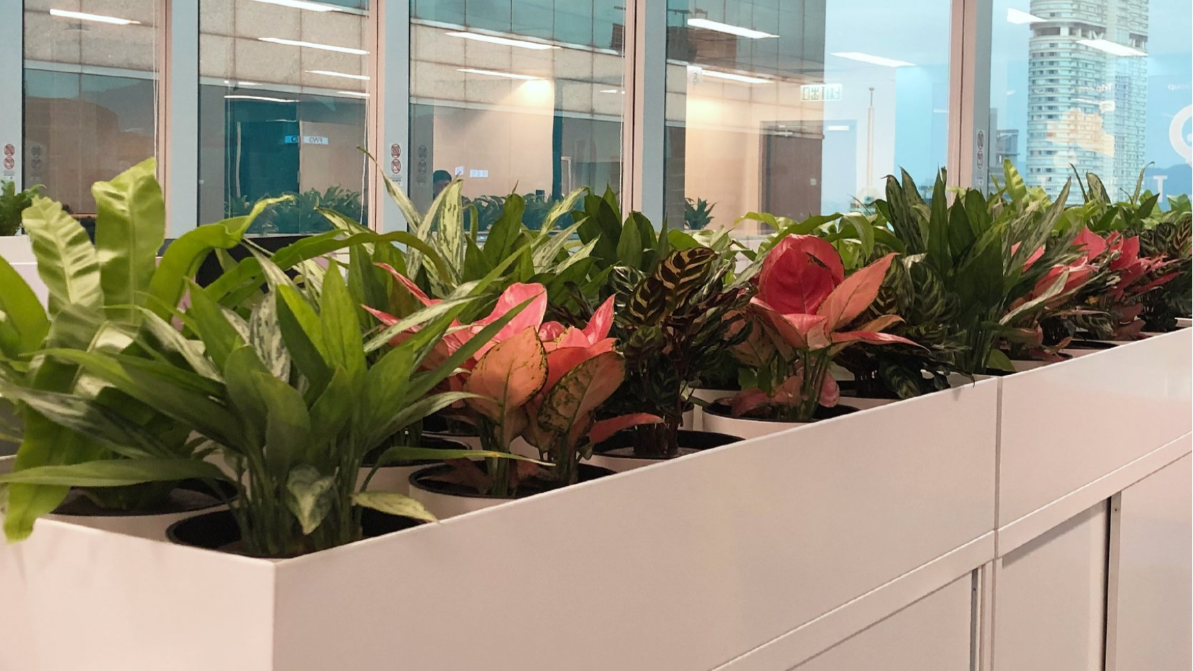 Plant Plant Office – Plant Plant Holding Company Limited